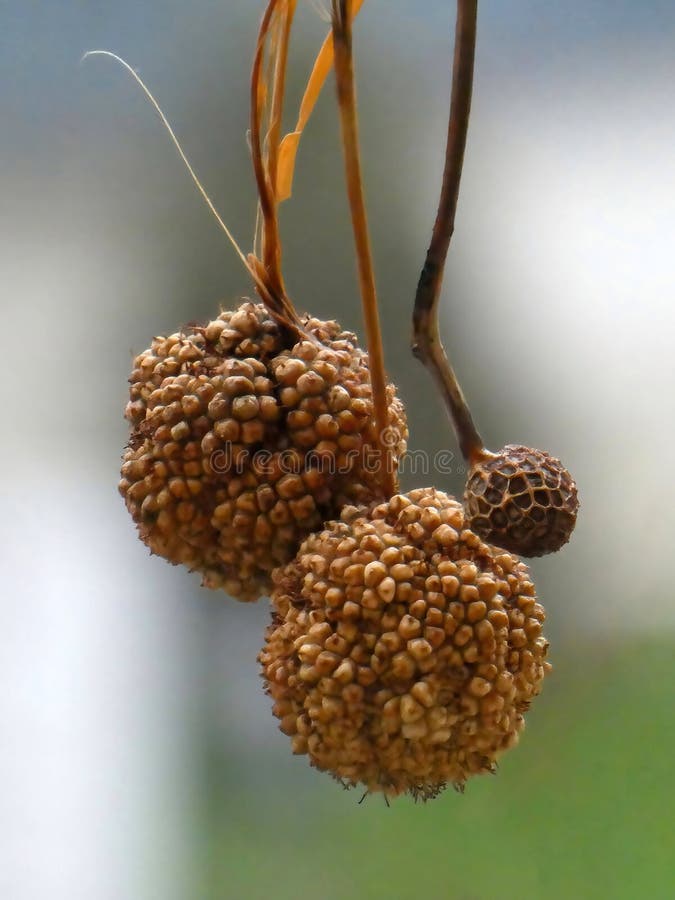 Plane Tree Platanus Seed Balls Stock Photo - Image of texture ...