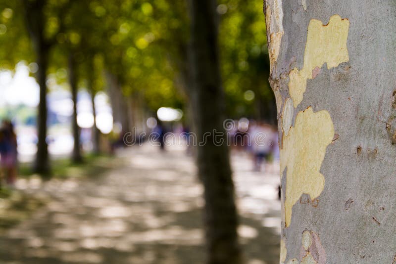 Plane Tree and the Promenade in Balatonfured Stock Photo - Image of ...