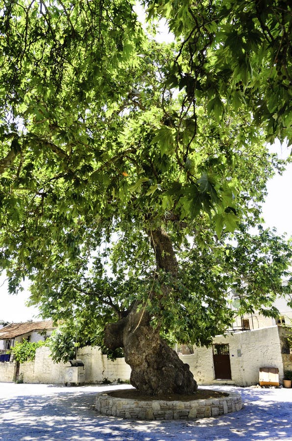 A Plane Tree at Resadiye, Datca, Turkey Stock Image - Image of colors ...