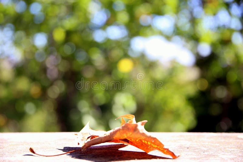 Plane Tree`s Fallen Leaf on the Wall , in Backlight Stock Photo - Image ...