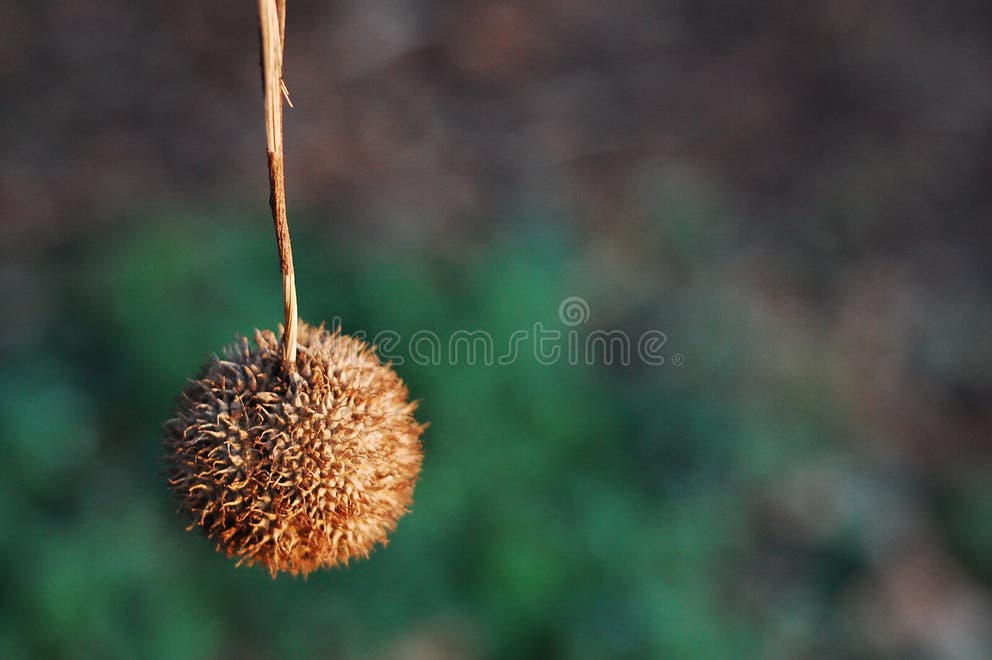 Plane tree seed pod stock image. Image of nature, wood - 4350251