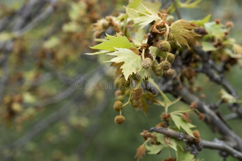 Plane Tree and Seeds on Branch Stock Photo - Image of outdoors, detail ...