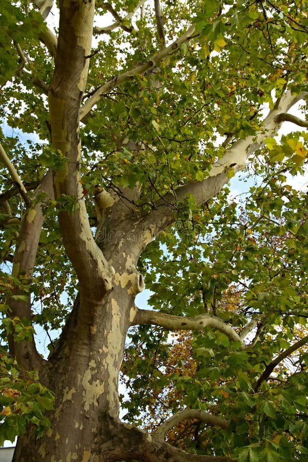 Plane tree stock photo. Image of canopy, crown, leafy - 94178622