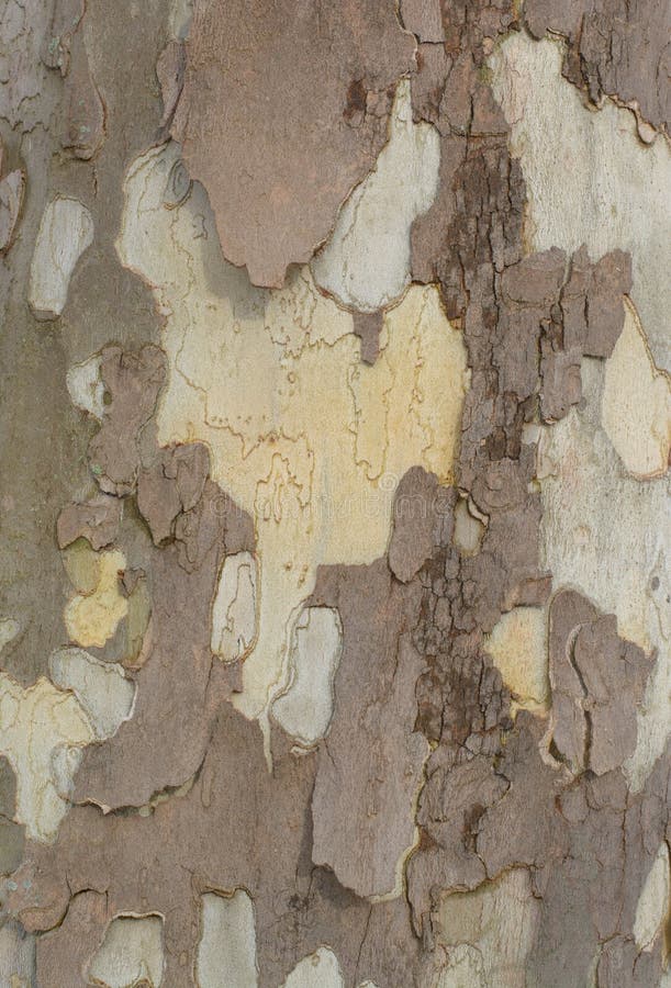 Plane tree surface stock photo. Image of bark, pattern - 107212860