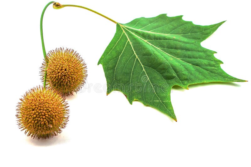 Plane tree stock photo. Image of botany, seed, autumn - 34063598