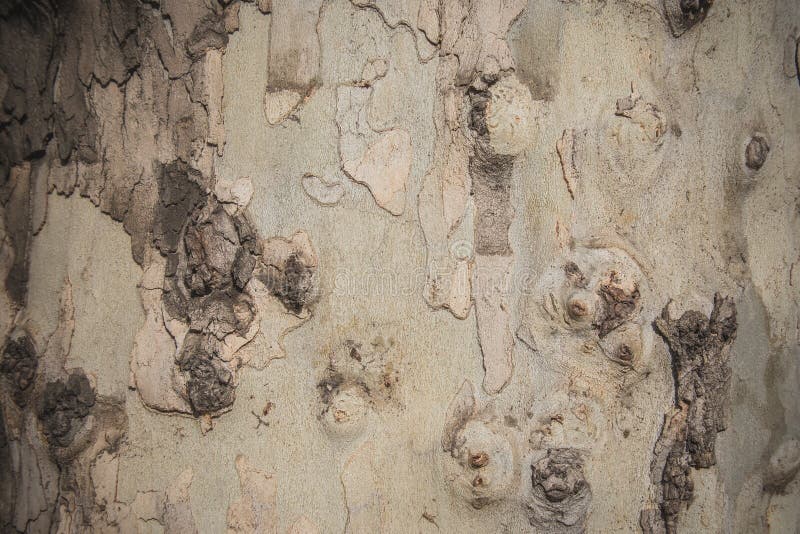 Plane tree texture stock photo. Image of texture, nature - 40577902
