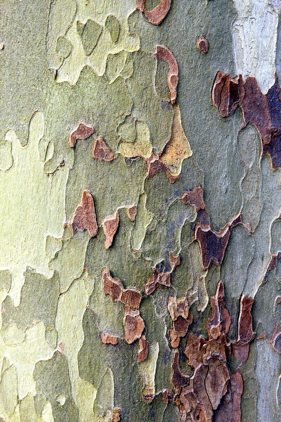 Plane tree texture stock photo. Image of trunk, green - 49340790