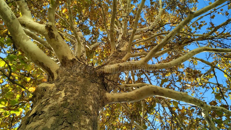 Foliage of Chenar Tree Platanus Orientalis on Ground in Autumn Stock ...
