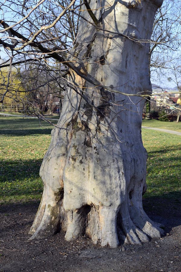 Plane Tree Trunk in the Park Stock Photo - Image of plants, details ...