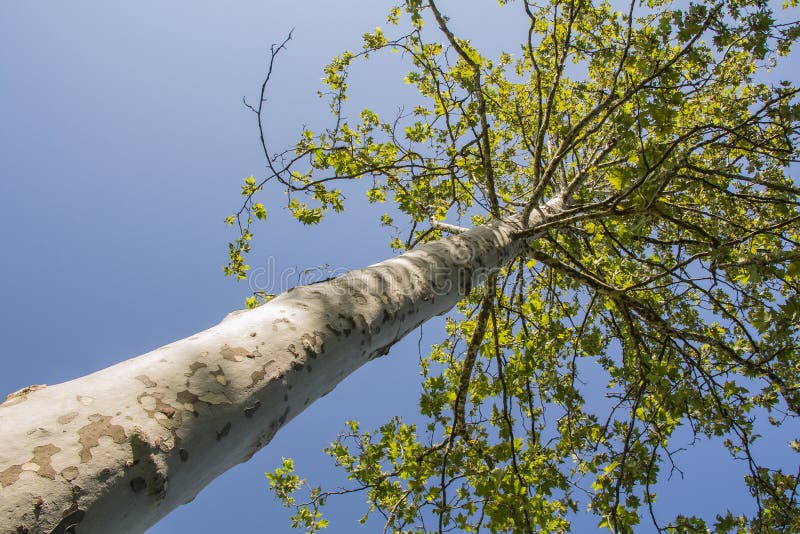 Plane tree stock photo. Image of plant, wood, platan - 75000160