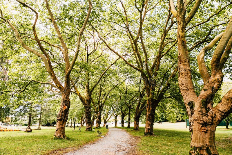 Plane trees stock photo. Image of stanley, trees, cityview - 89851044