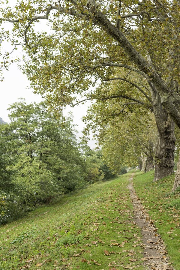 Plane Trees Along a River. the Trees Line a Footpath and Form an Avenue ...