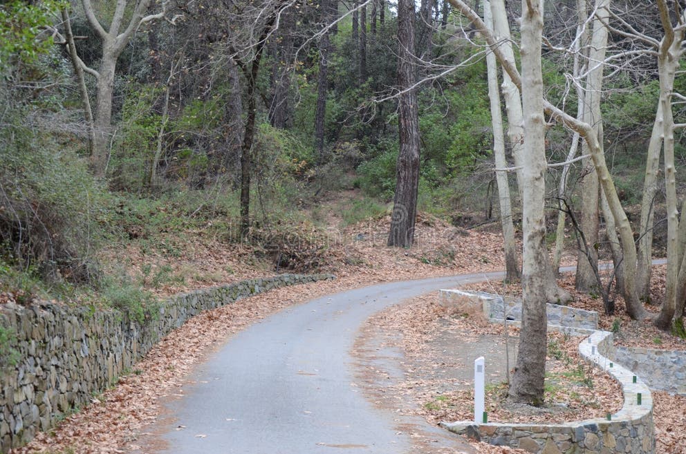 Plane Trees in the Eponymous Forest Excursion Area in the Troodos ...