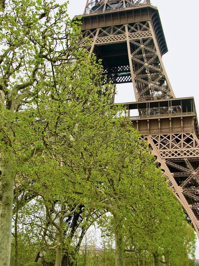 Plane Trees and the Eiffel Tower Stock Photo - Image of europe, green ...