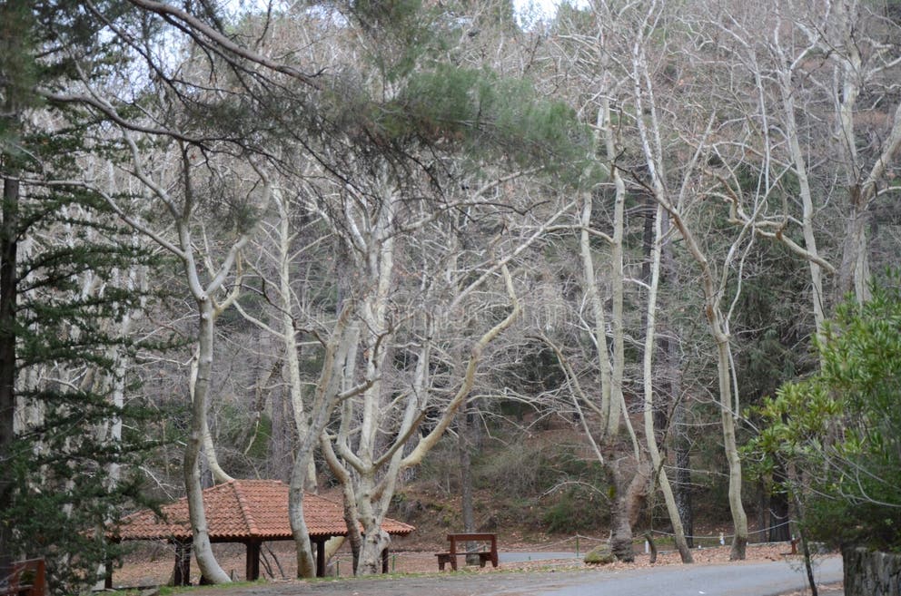 Plane Trees in the Eponymous Forest Excursion Area in the Troodos ...