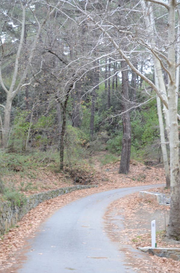 Plane Trees in the Eponymous Forest Excursion Area in the Troodos ...