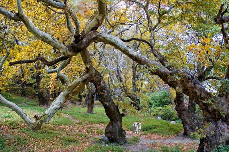 Plane trees stock photo. Image of forest, plane, nature - 38670778