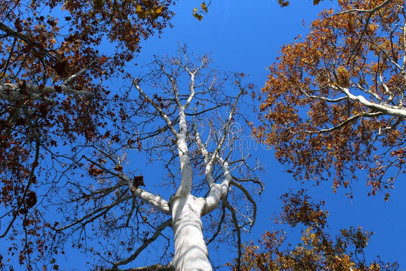 Plane Trees Seen from Below in Autumn Stock Image - Image of trunks ...