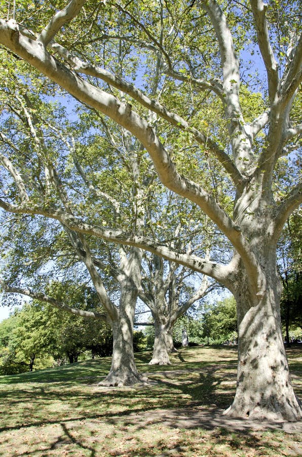 Plane Trees stock photo. Image of tree, plane, park, sycamore - 77784368