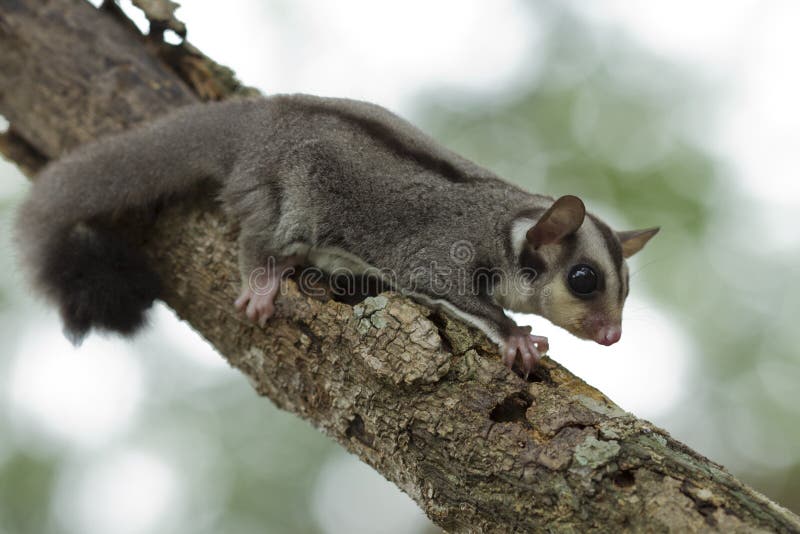 Planeador del azúcar imagen de archivo. Imagen de roedores - 27386745