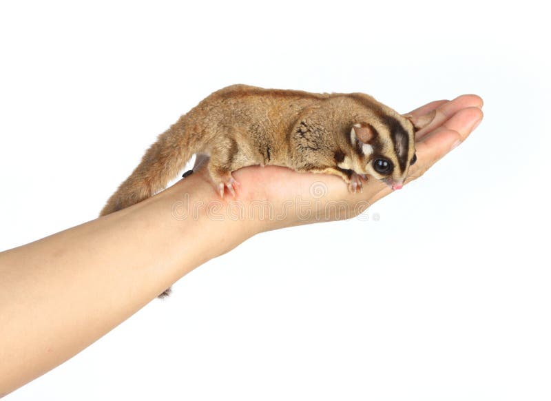 Planeador del azúcar imagen de archivo. Imagen de blanco - 8439545