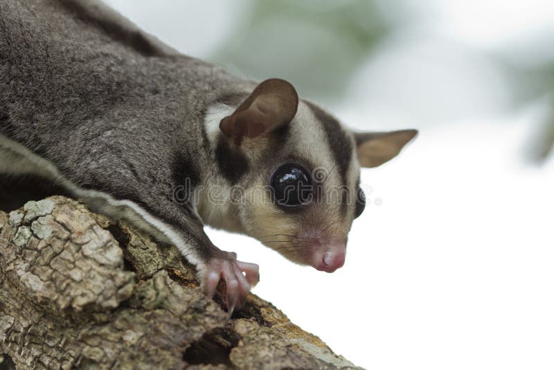 Planeador Del Azúcar, Ardilla De Vuelo Imagen de archivo - Imagen de ...