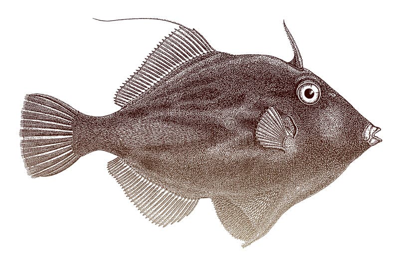 Planehead Filefish Stephanolepis Hispida in Side View Stock Vector ...