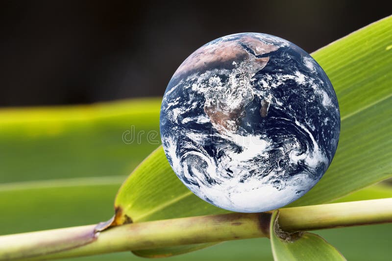 Planet Earth on Green Bamboo Leaf Stock Image - Image of nature ...