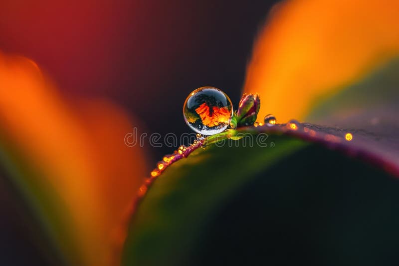 Planet Earth Reflected in Dew Drop on a Leaf Showcasing a Macro View of ...