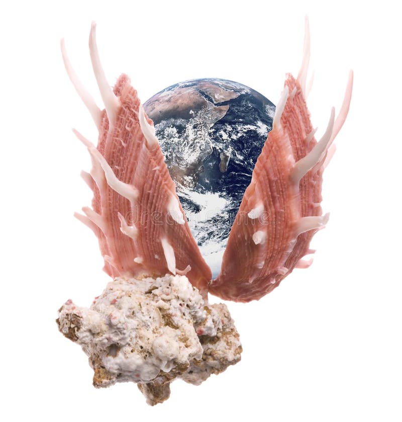 Planet Earth Sea Shell Macro Isolated Stock Photo - Image of continents ...