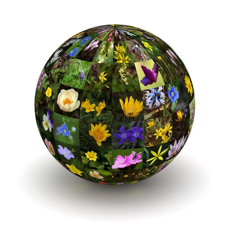 Planet flowers stock image. Image of plant, flowers, botany - 36823951