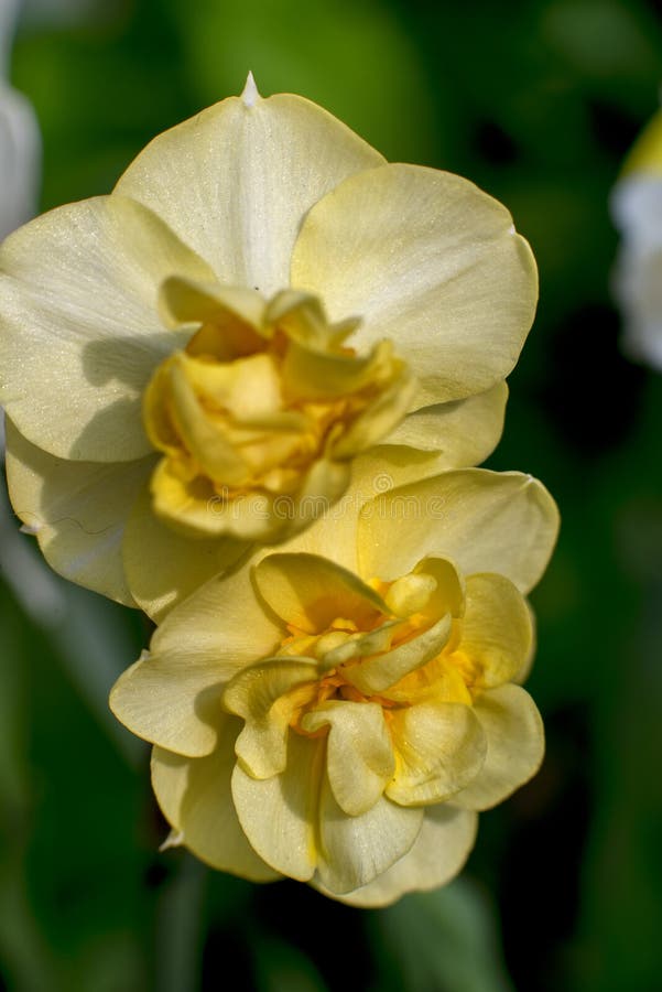 Planet of the flowers stock photo. Image of colors, blue - 42720862