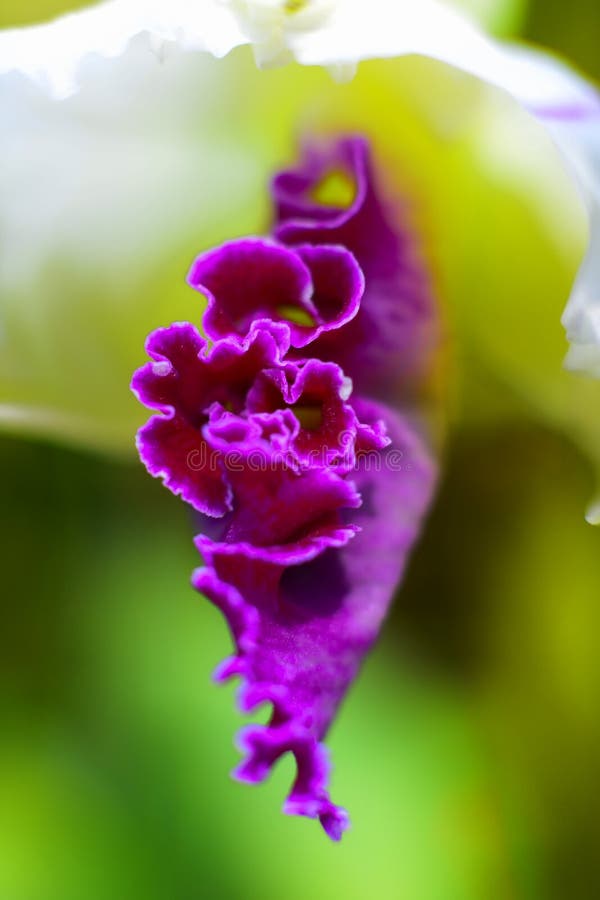 Planet of the flowers stock photo. Image of planet, magic - 42722142