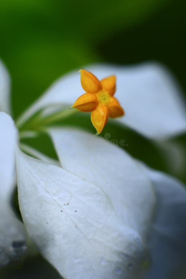 Planet of the flowers stock photo. Image of format, magic - 42722252