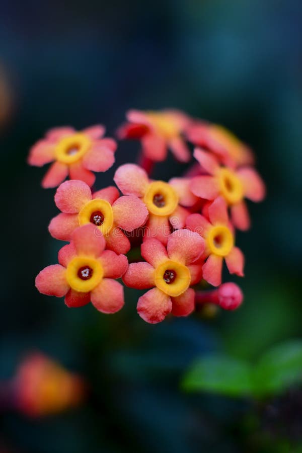 Planet of the flowers stock photo. Image of life, planes - 42722256