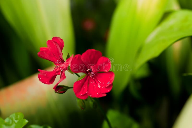 Planet of the flowers stock image. Image of breath, full - 42722371