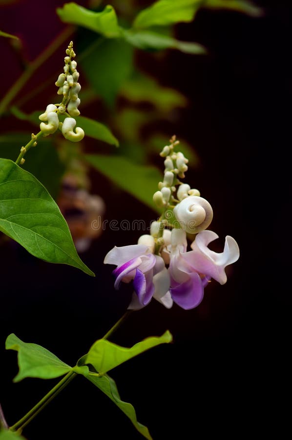 Planet of the flowers stock photo. Image of incredible - 42722396