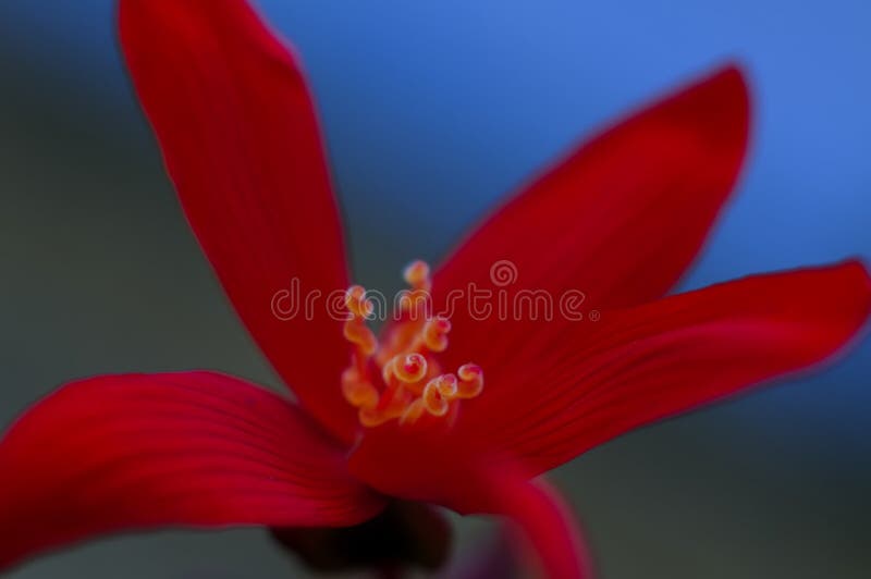 Planet of the flowers stock image. Image of capture, planes - 42722503