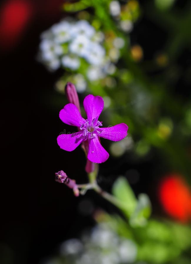 Planet of the flowers stock photo. Image of flowers, colors - 42722506