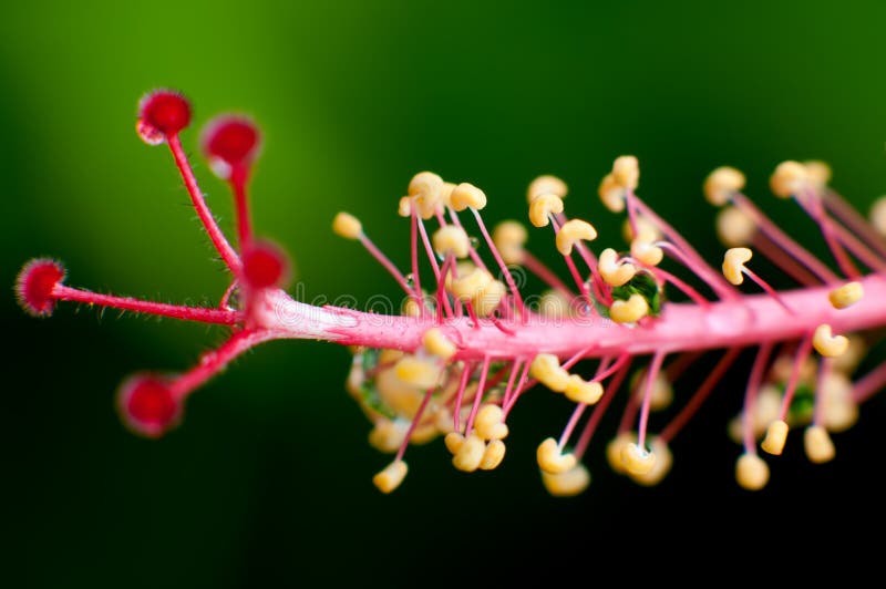 Planet of the flowers stock photo. Image of flowers, shape - 42722516