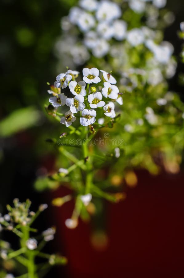 Planet of the flowers stock image. Image of incredible - 42722523