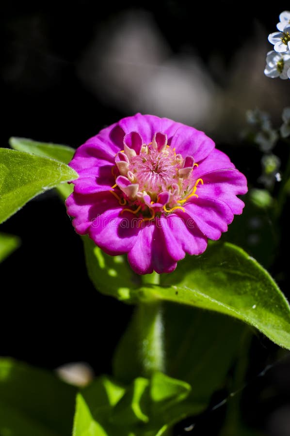Planet of the flowers stock photo. Image of nice, moment - 42722524