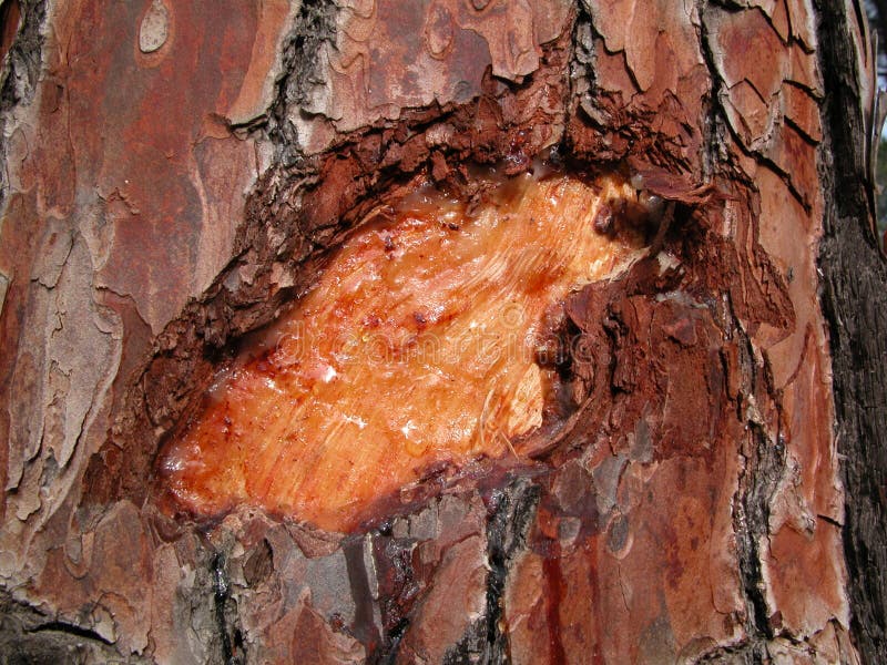 Carpenter Cycle Stock Photos - Free & Royalty-Free Stock Photos from ...