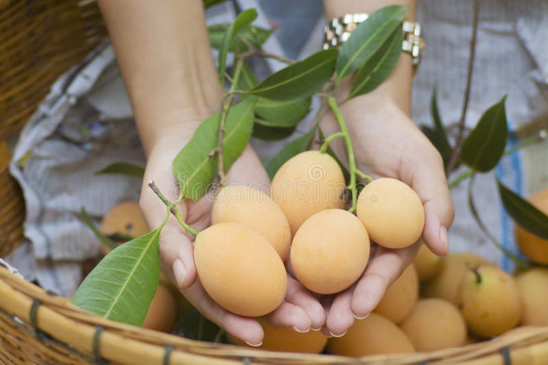Plango Fruit on Farmer`s Hands in Harvest Season Stock Photo - Image of ...