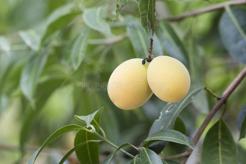 Plango Fruit or Marian Plum Tropical Southeast Asia Fruit on Tree Stock ...