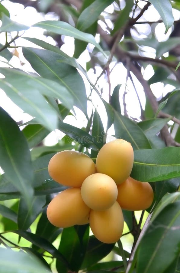 Plango or Marian Plum on Tree, Fruit Stock Image - Image of healthy ...