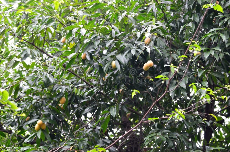 Plango or Marian Plum on Tree, Fruit Stock Image - Image of fruits ...