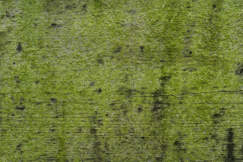 Wood Plank Covered in Green Moss Texture Pattern Stock Photo - Image of ...