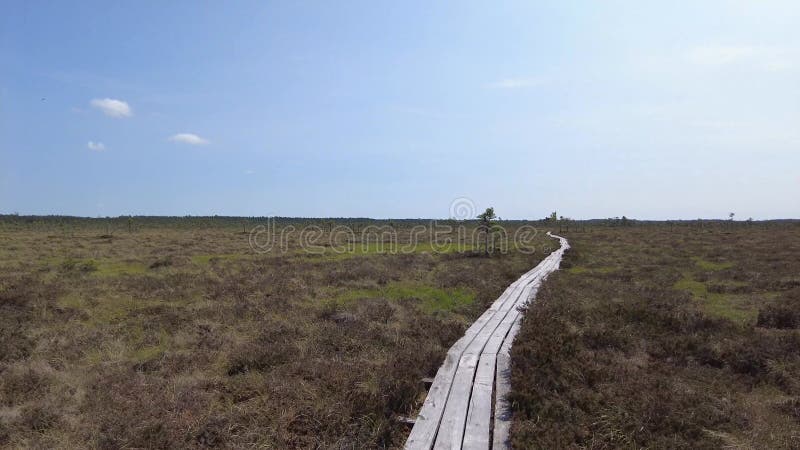 Plank Path Along the Swamp Day Time Plain Field Stock Video - Video of ...