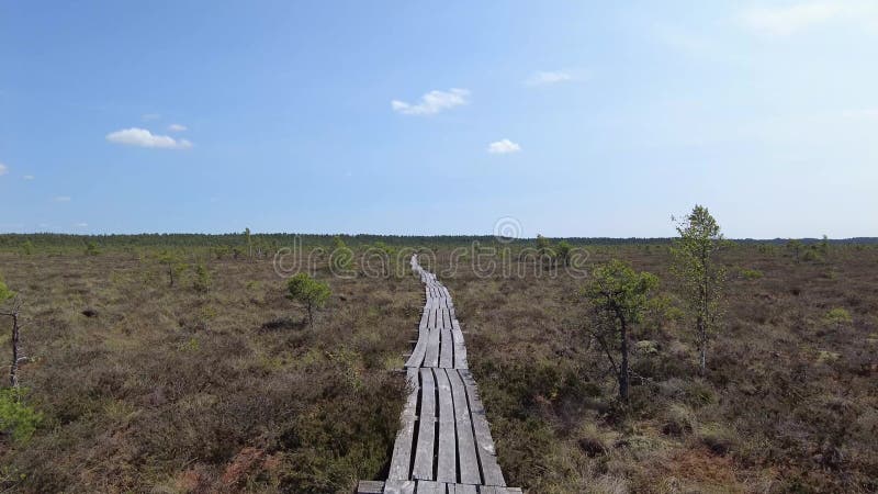 Plank Path Along the Swamp Day Time Plain Field Walking Stock Video ...